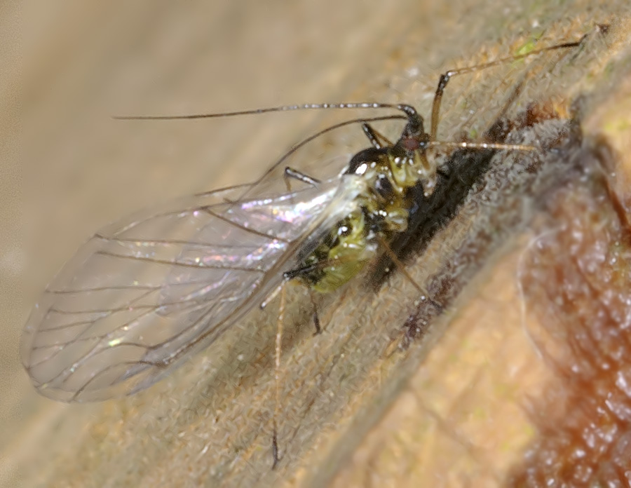 Barklus? - Naturbasen