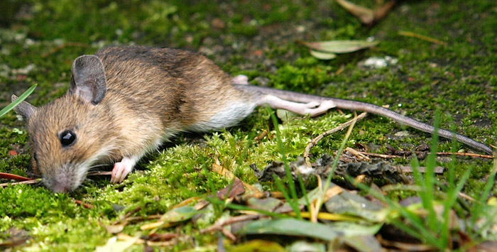 Hvilken mus - Naturbasen