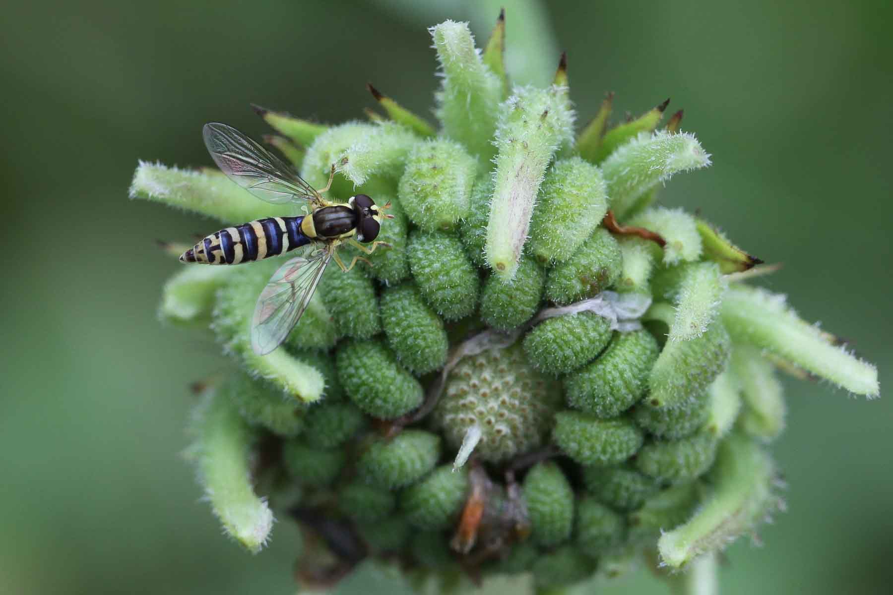 Hvilken flue ? - Naturbasen