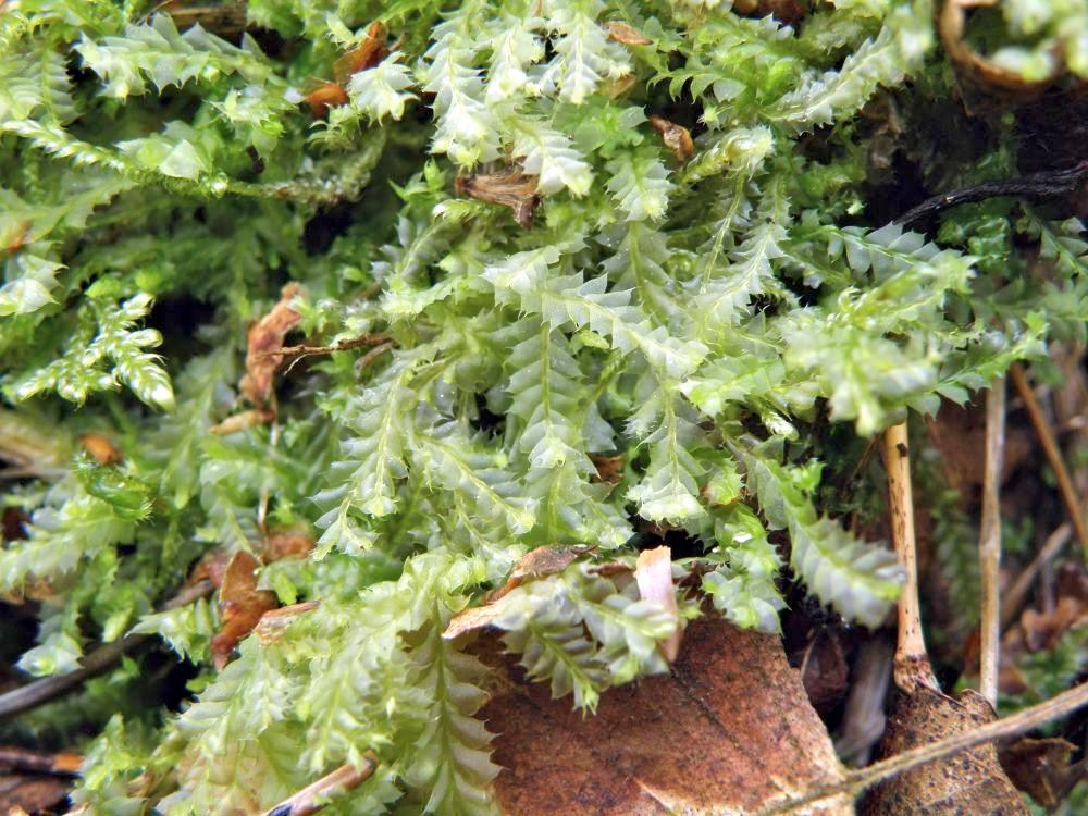 Ulvedal, mos 3. - Naturbasen