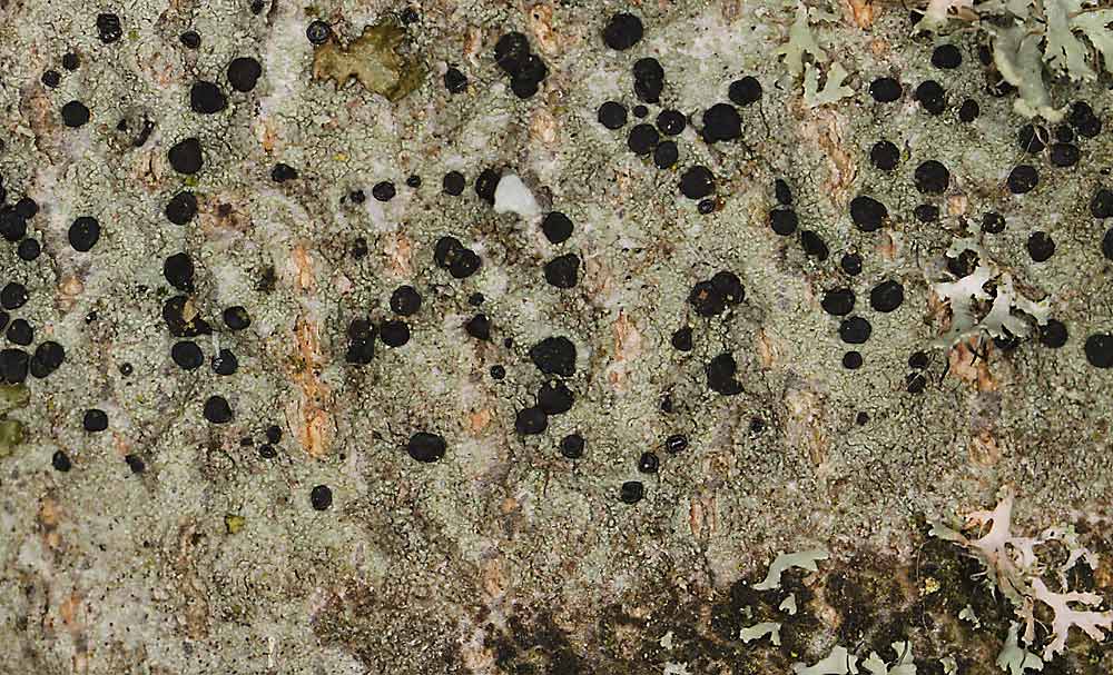 Grågrøn Skivelav? - Naturbasen