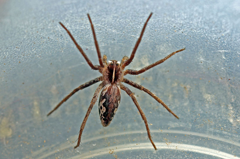 Springedderkop? - Naturbasen