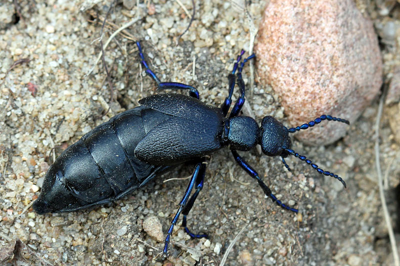 Sort oliebille? - Naturbasen