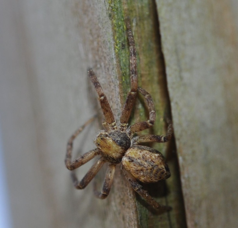 Hvilken edderkop? - Naturbasen