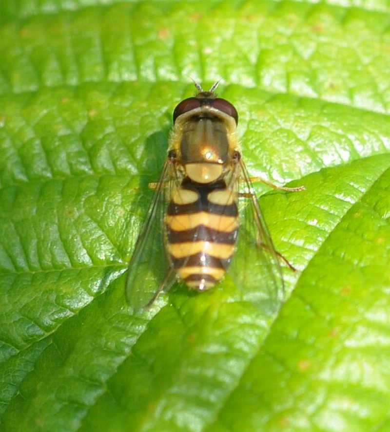 Hvilken svirreflue 3? - Naturbasen