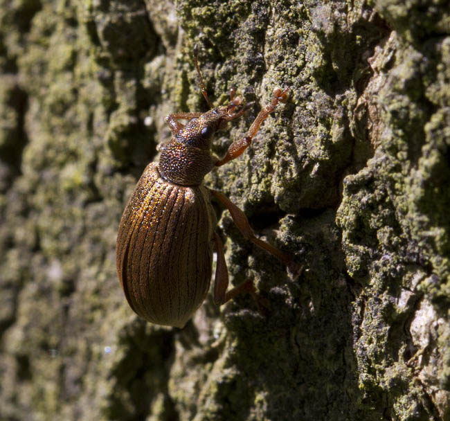 Hvilke to snudebiller? - Naturbasen