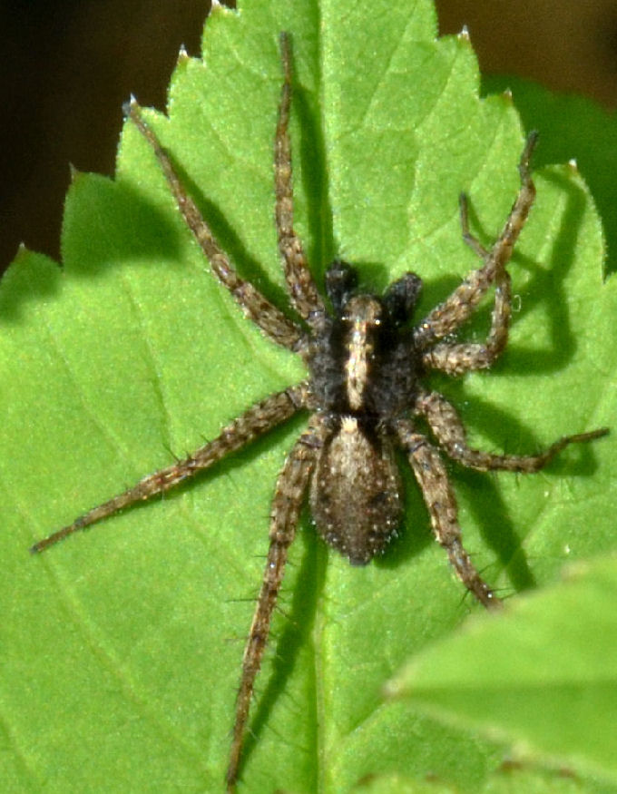 Brun edderkop - Naturbasen