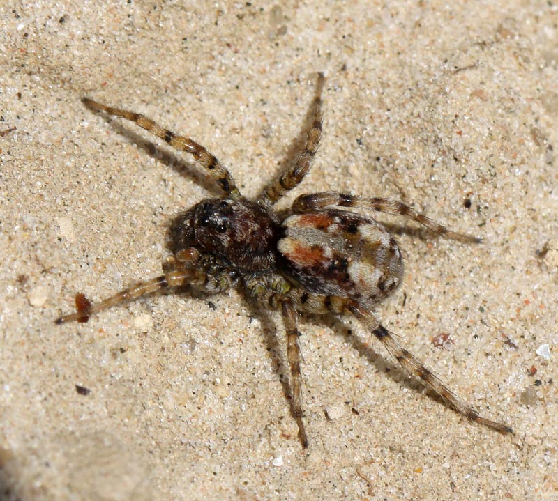 Flot Jagtedderkop - Naturbasen