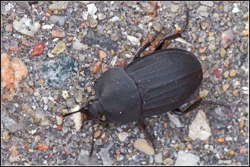 Snegleådselbille/sort bille? - Naturbasen