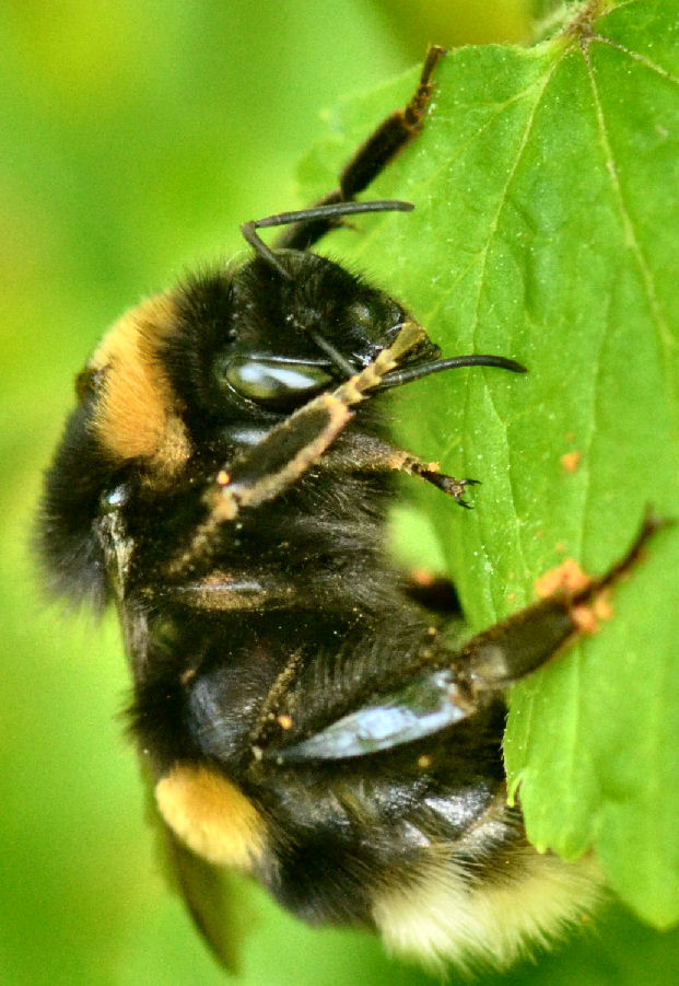 Hvad hedder humlebien? - Naturbasen