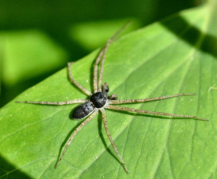 Langbenet sort edderkop - Naturbasen