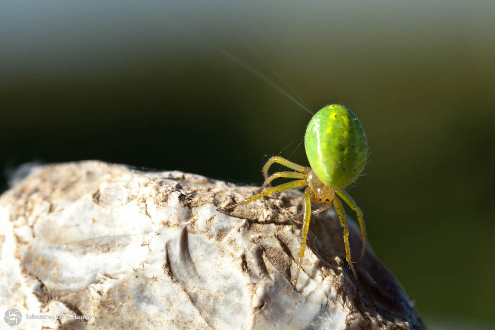 hjælp til identifikation af edderkop - Naturbasen