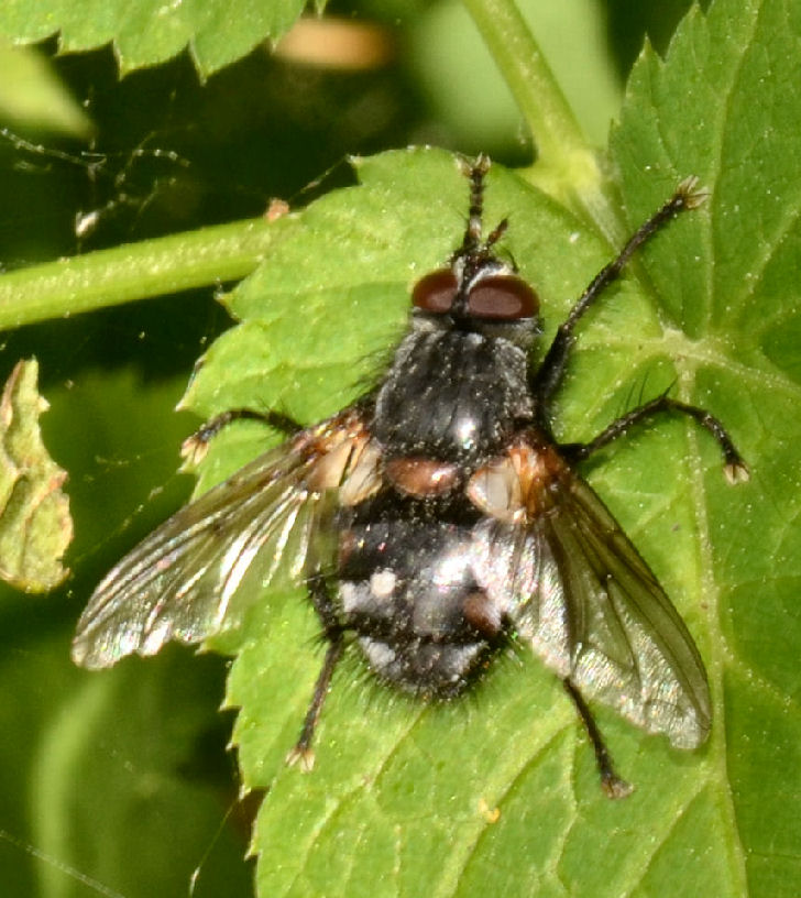 Stor grå flue med orange scutella - Naturbasen
