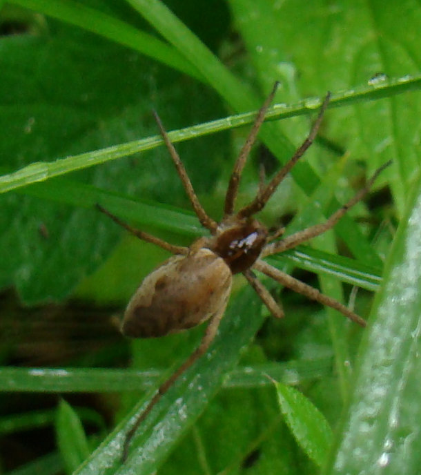 Hvilken stor edderkop? - Naturbasen