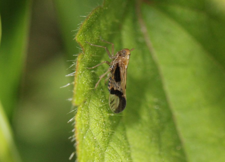 Sporecikaden Euides speciosa? - Naturbasen