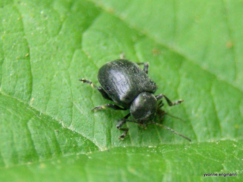 hvilken lille bille? - Naturbasen