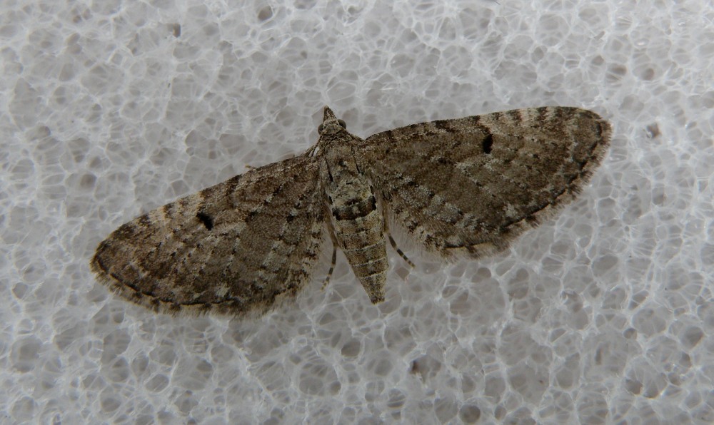 Eupithecia vulgata - Naturbasen