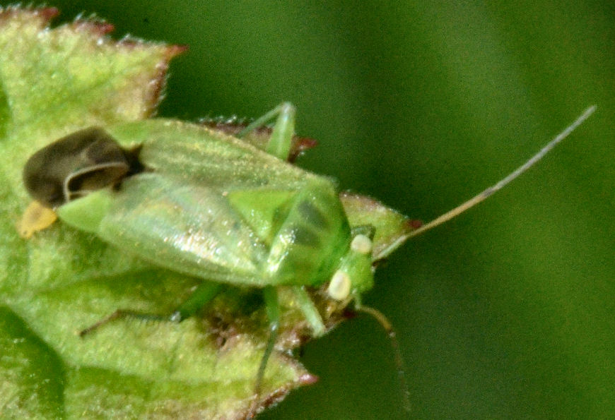 Apolygus lucorum? - Naturbasen