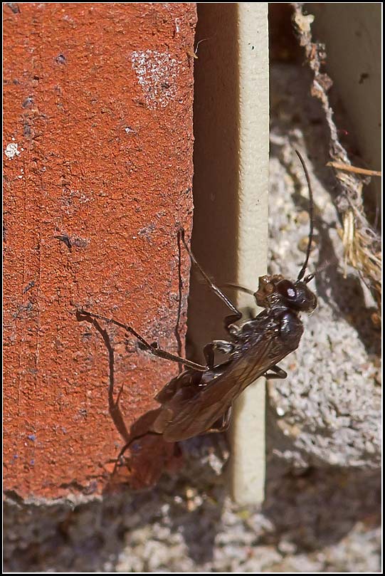Sort hveps som bygger i min hulmur? - Naturbasen