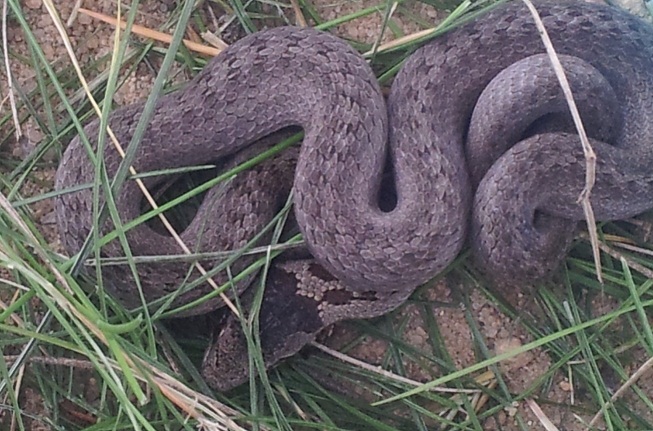 Hvilken Tysk slange. - Naturbasen