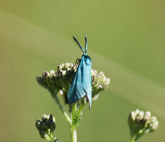 hvilke sværmere - Naturbasen
