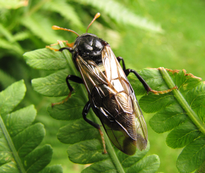 Stor hveps med gule følehorn - Naturbasen