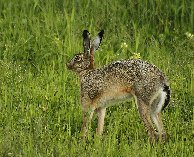 Haren gör kvällsgymnastik - Naturbasen