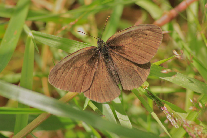 Spørsmål om sommerfugl - Naturbasen
