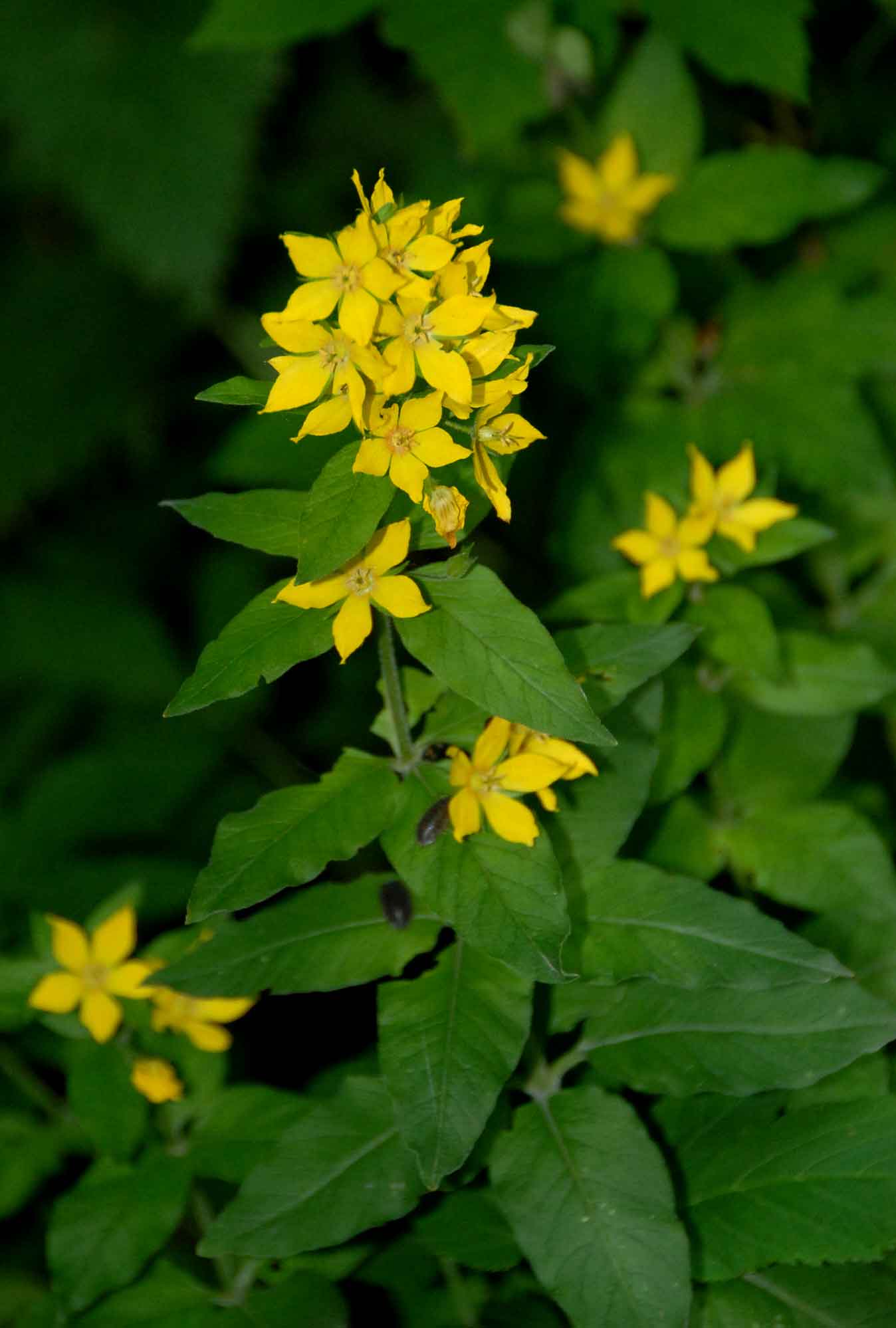 Gul stjerne? - Naturbasen