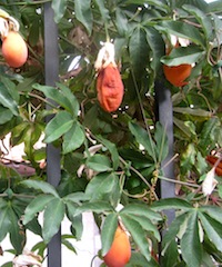 orange frugter /blommeagtige (Sorrento) - Naturbasen