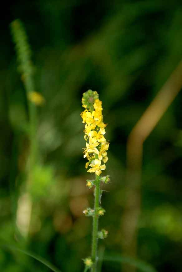 Gul blomst 2! - Naturbasen