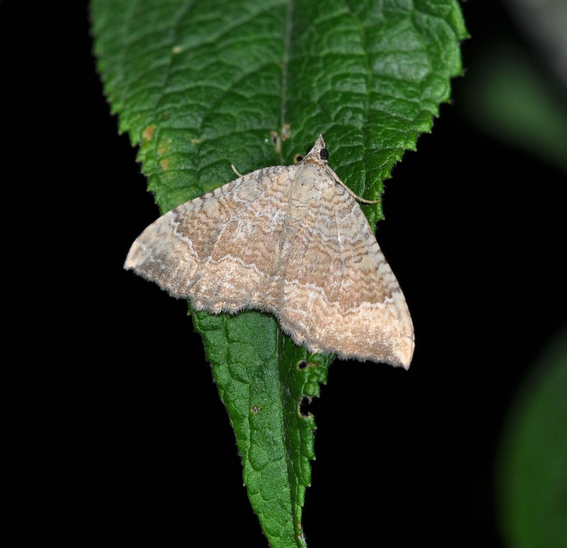 Camptogramma bilineata - Naturbasen
