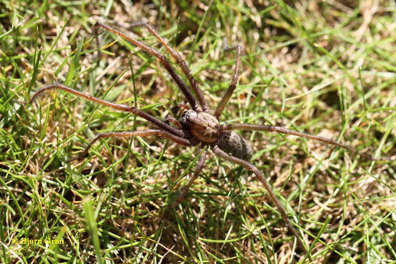 Stor husedderkop? - Naturbasen
