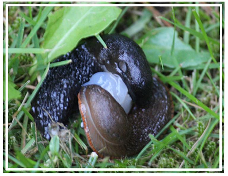 Dræbersnegl og sort skovsnegl - Naturbasen