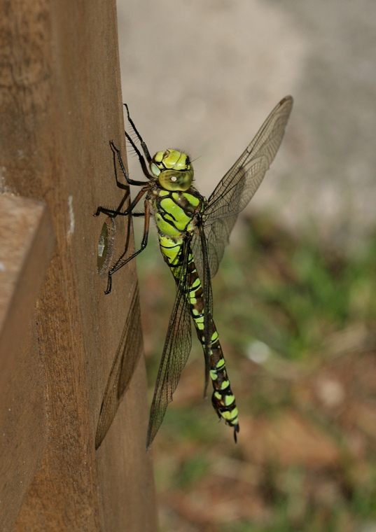 mosaikguldsmed - Naturbasen