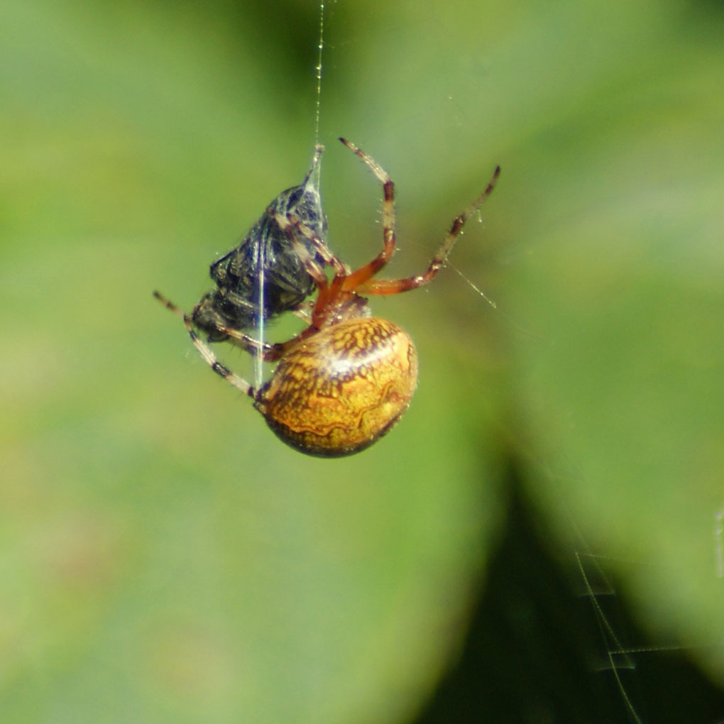 Hvilken gul-orange edderkop? - Naturbasen