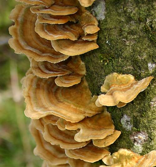 Smuk gylden svamp - Naturbasen