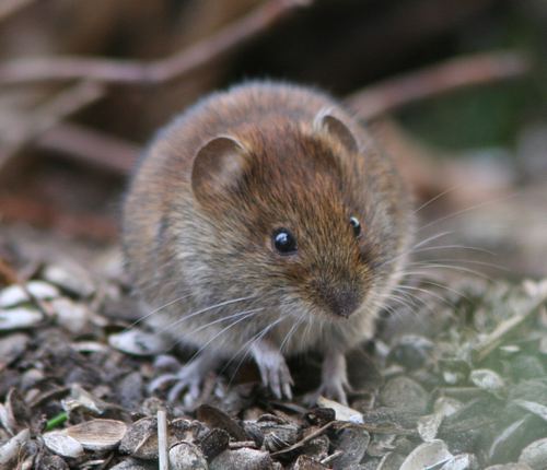 Markmus eller husmus? - Naturbasen