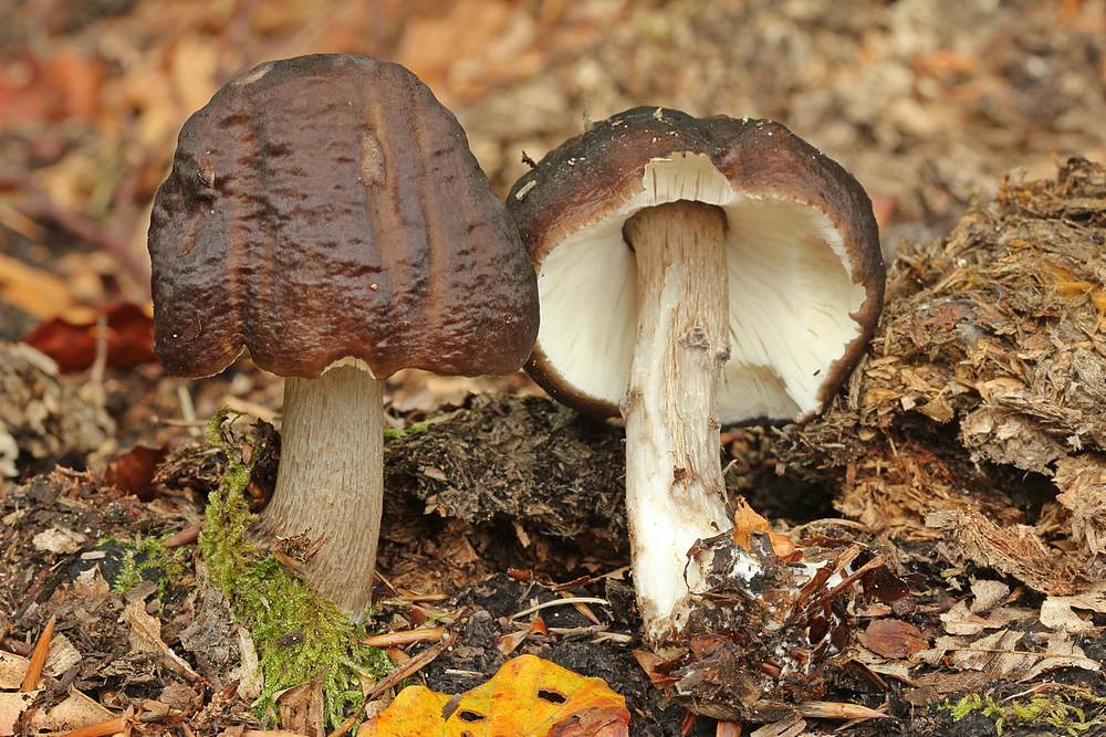 Hvilken brun svamp ? - Naturbasen