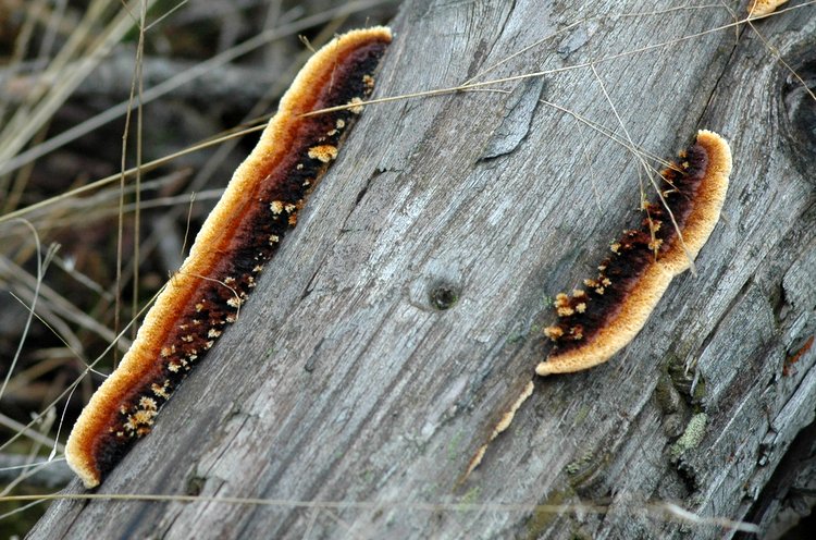 Svamp på træstamme, gul, orange, rød/sort, hvilken? - Naturbasen