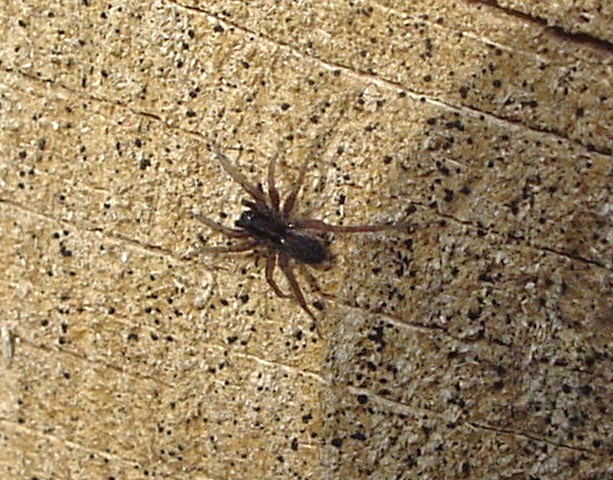 Lille sort edderkop i skoven? - Naturbasen