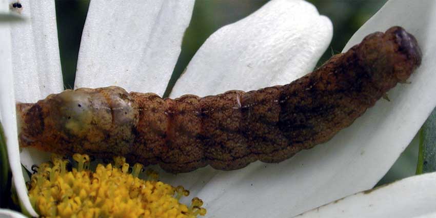 Larve af smutugle? - Naturbasen