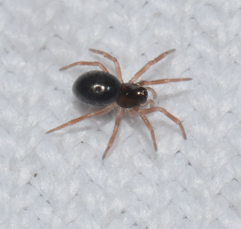 Fire små edderkopper - Naturbasen