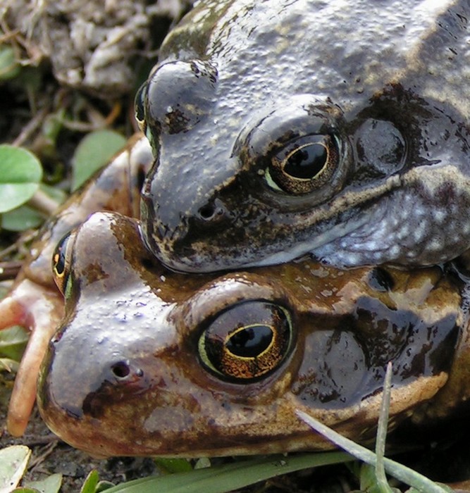 Butsnudet frø? - Naturbasen