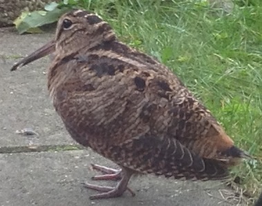 Ukendt spændende fugl med langt næb - Naturbasen