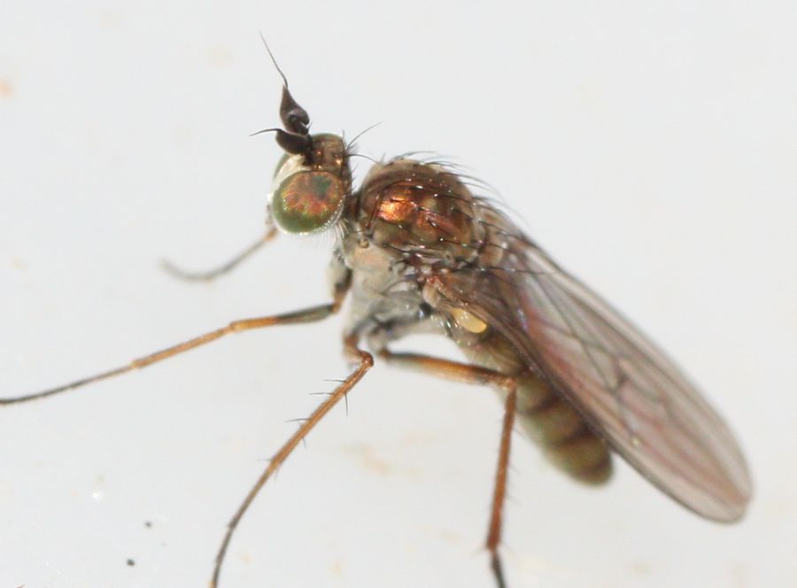 Syntormon? - Naturbasen