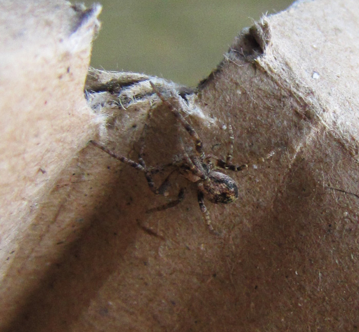 Have edderkop - Naturbasen