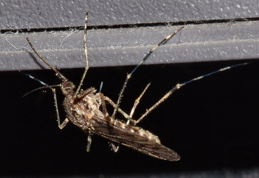 Myg med stribede ben - Naturbasen