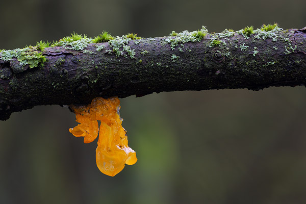 Hvilken orange-gul blævret svamp ? - Naturbasen