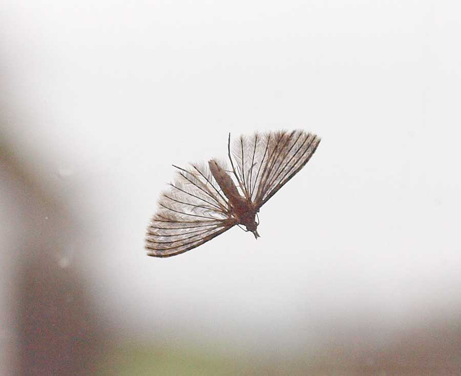 Insekt fra Lundeborg, Fyn - Naturbasen